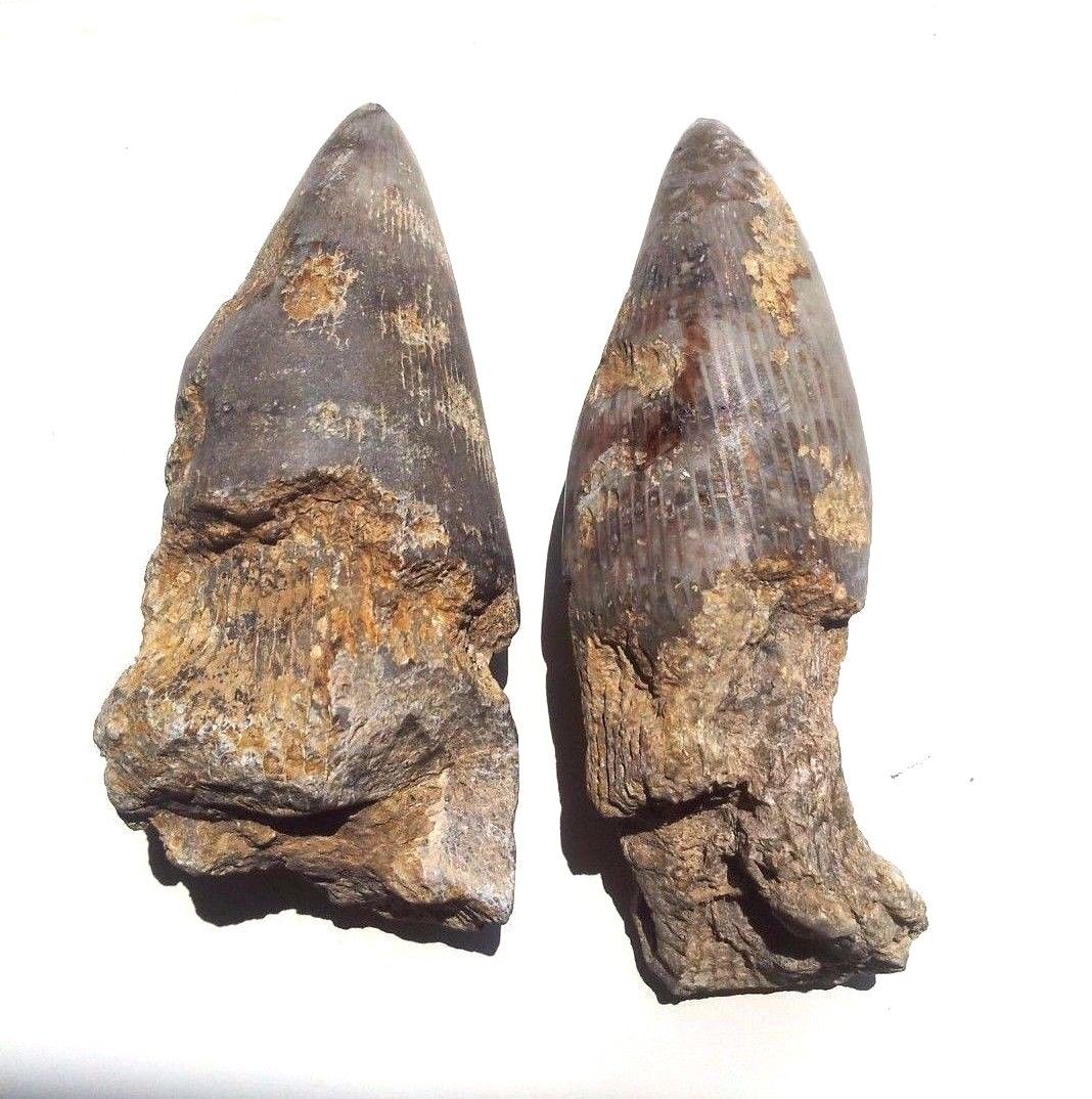 Thailand dinosaur teeth warning - Is It Real? How to Recognize Fossil ...