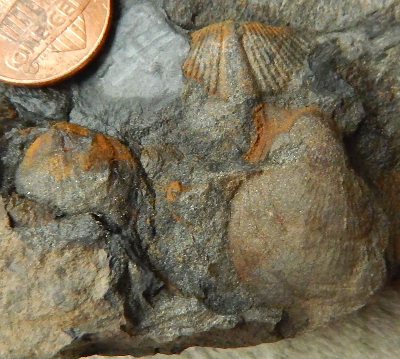 Millrift Formation PA Upper Devonian - Fossil Hunting Trips - The ...