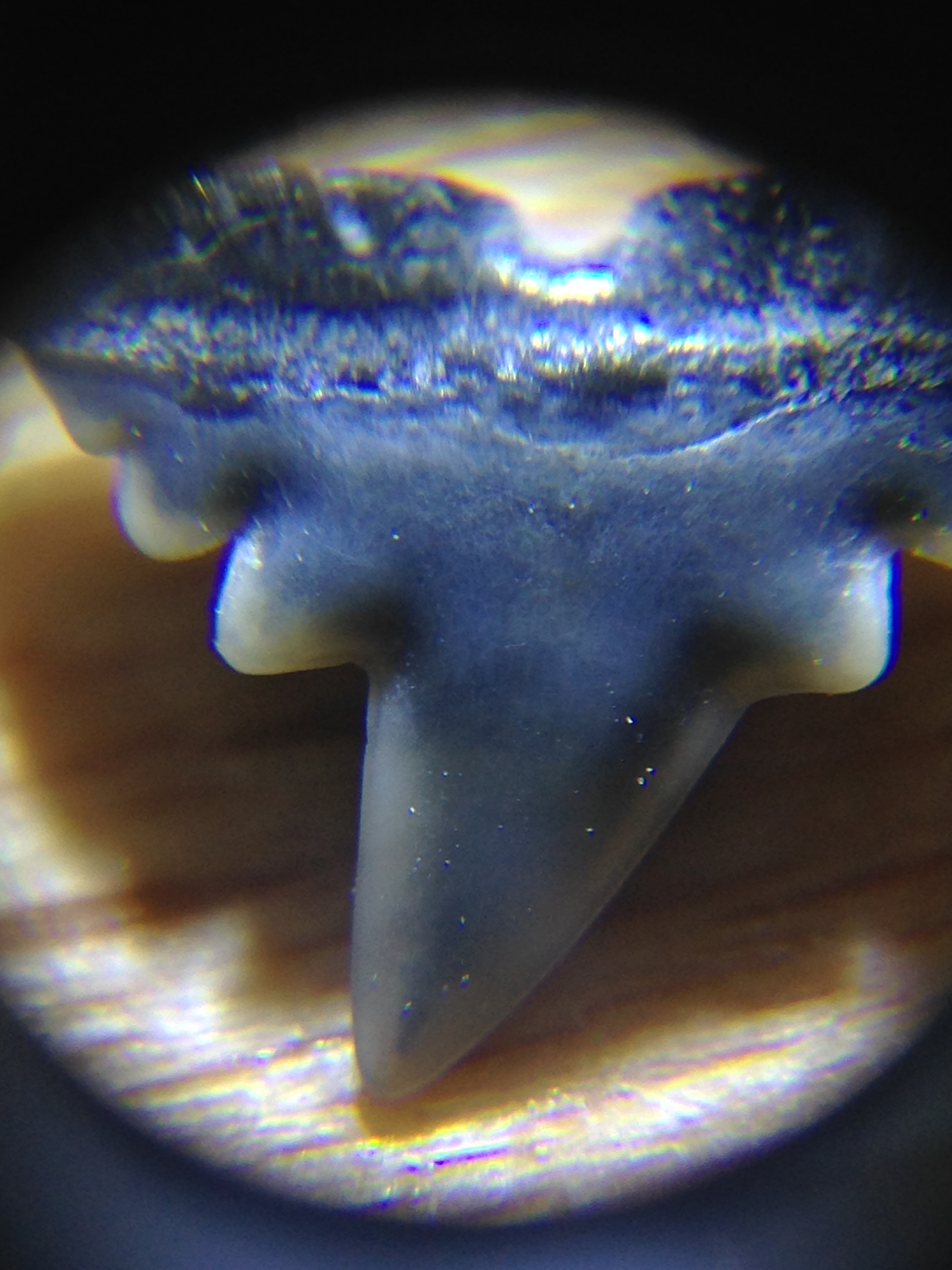 Balegem shark teeth - Fossil ID - The Fossil Forum