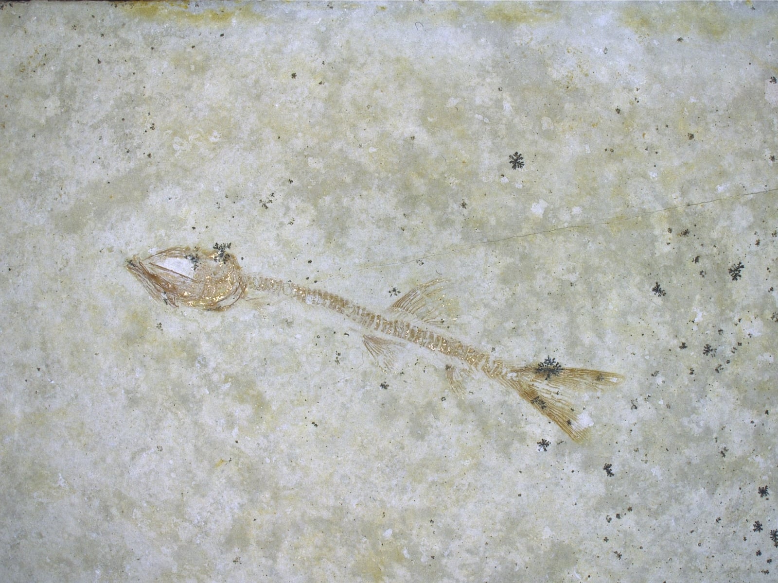 Anaethalion angustus MÜNSTER, 1832 - Member Collections - The Fossil Forum