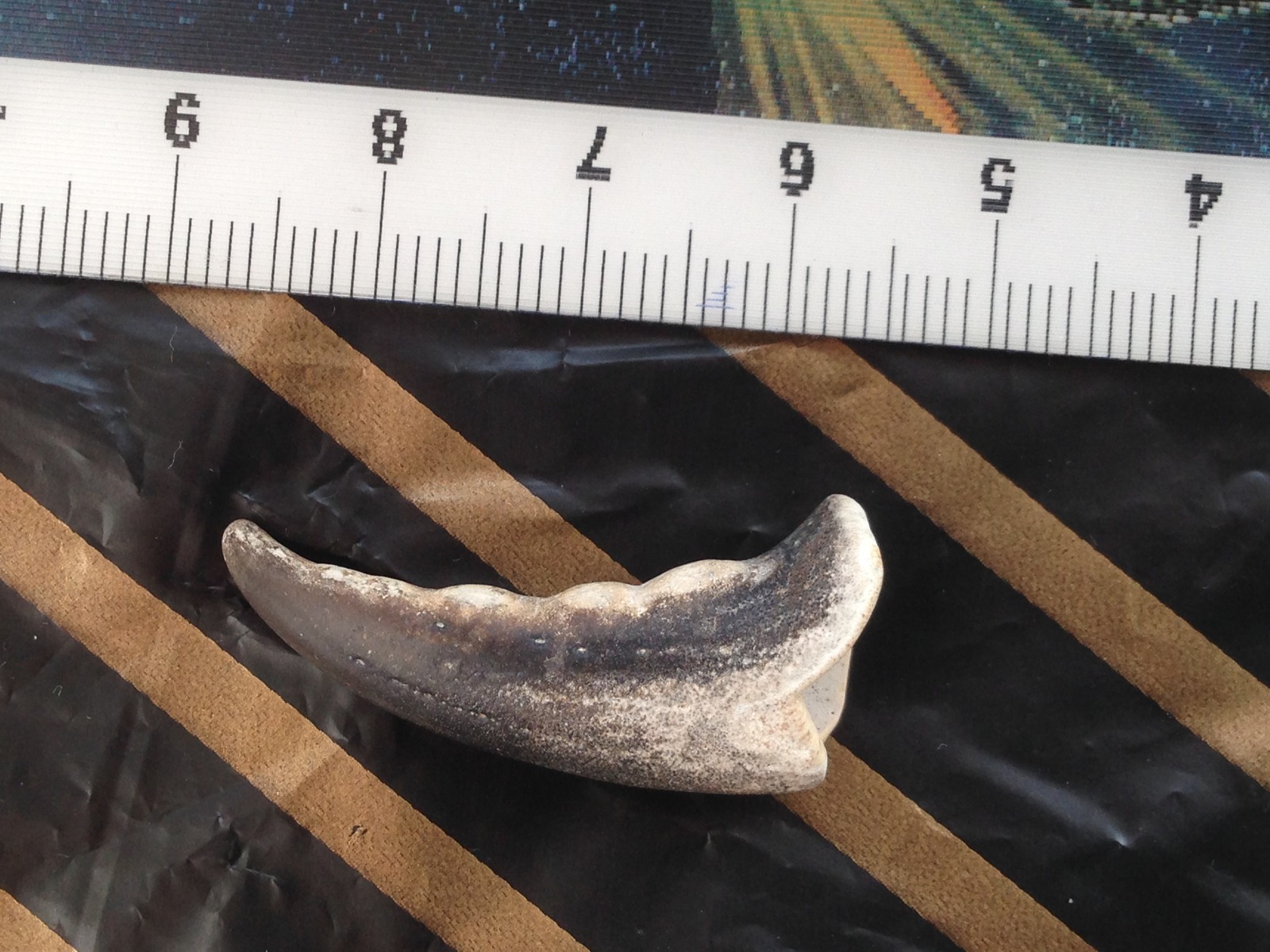 Crab pincer - Member Collections - The Fossil Forum