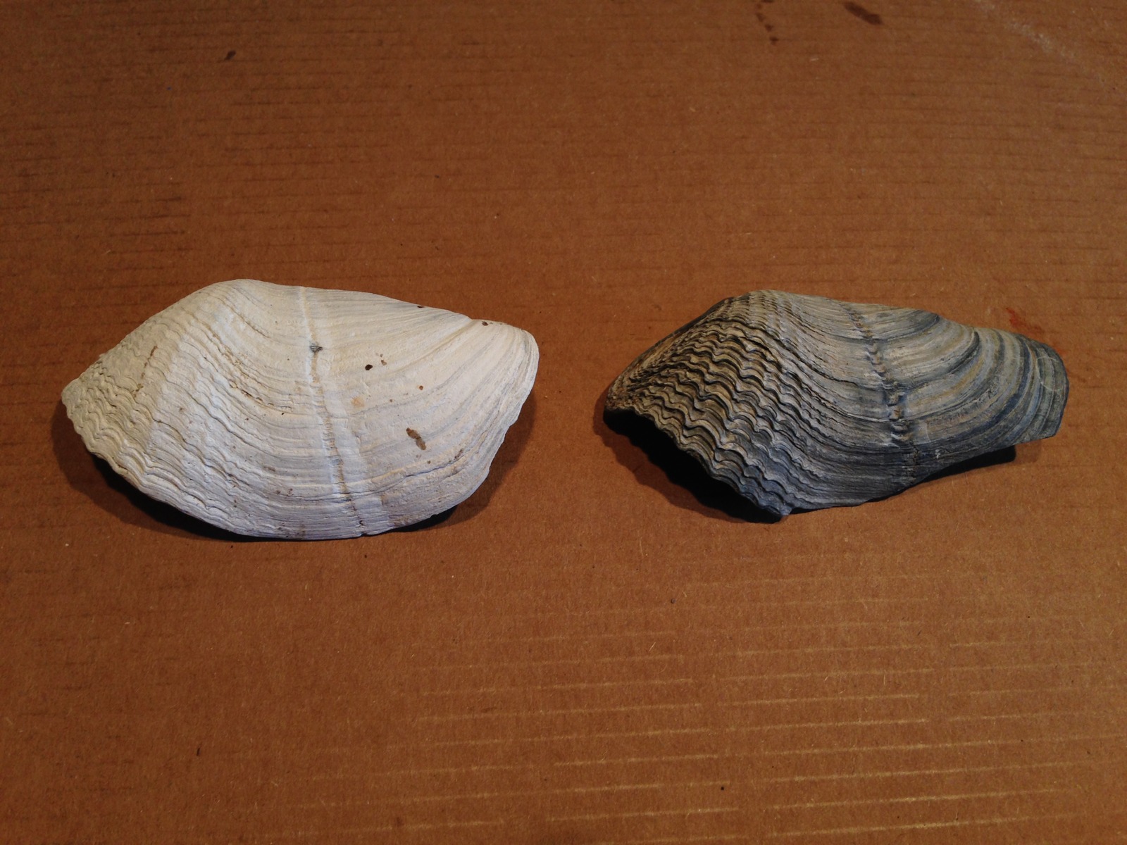 2 pholads: Zirfaea pilsbryi - Member Collections - The Fossil Forum