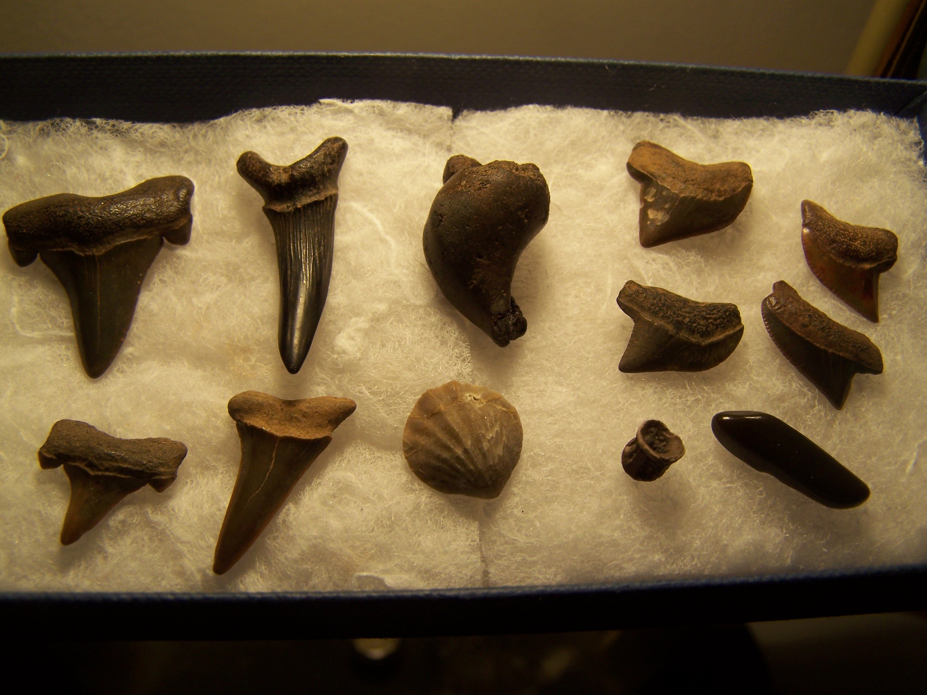 NJ Cretaceous streams today - Fossil Hunting Trips - The Fossil Forum