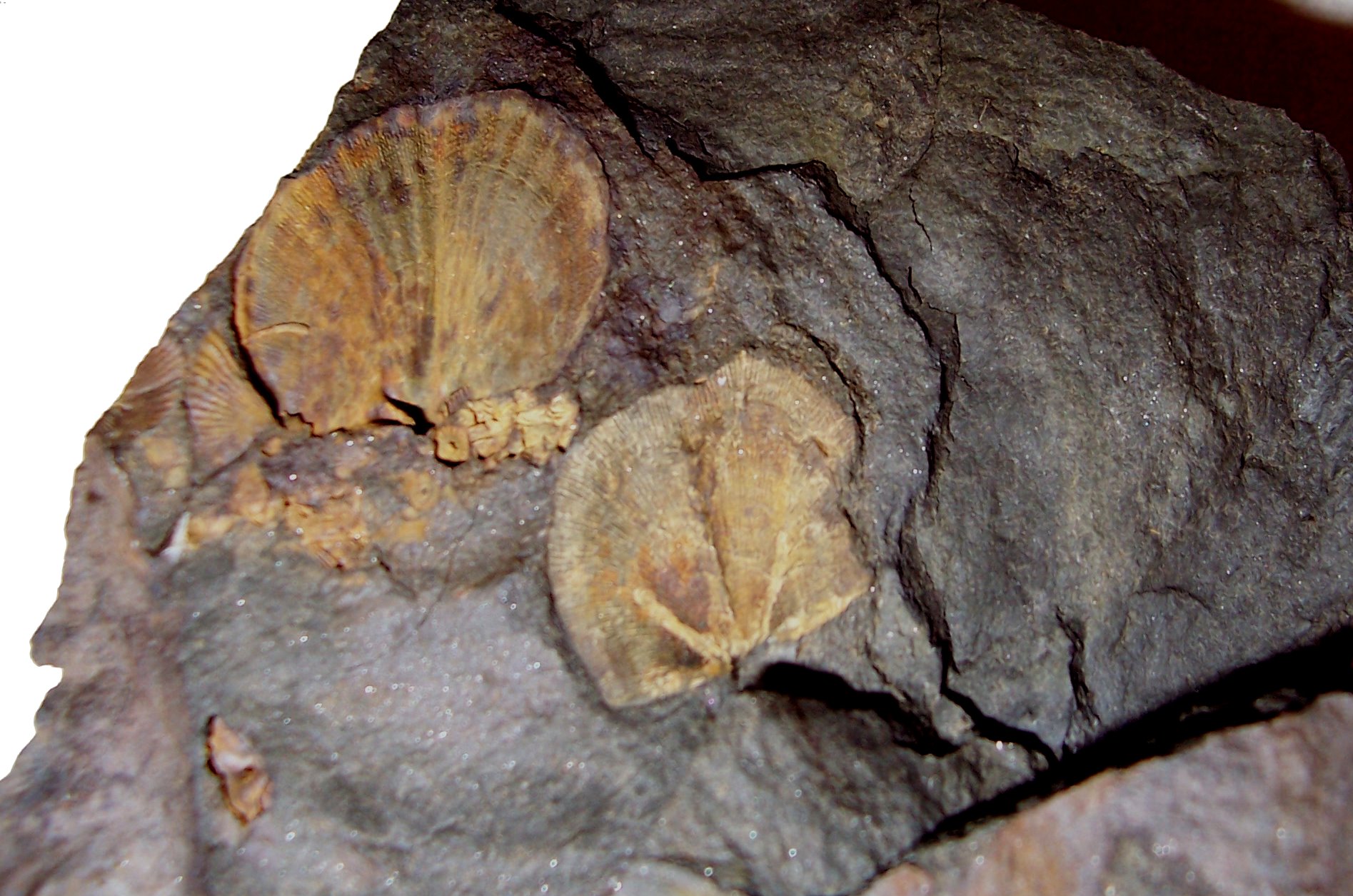 HERES ROUND 3 OF ID HELP - Fossil ID - The Fossil Forum