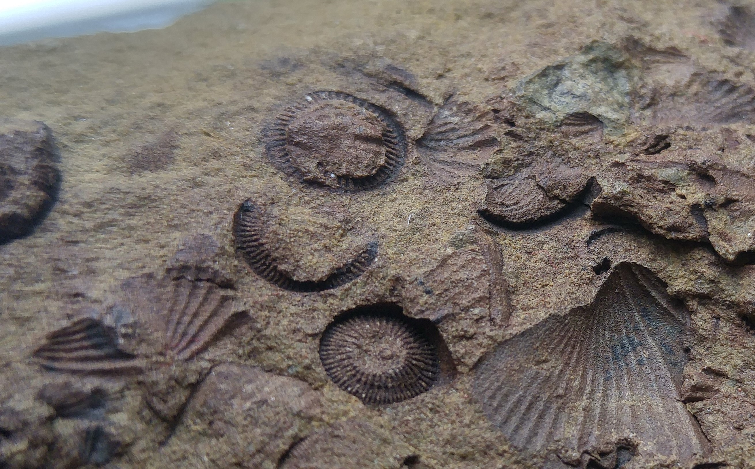 Mystery circular fossil with radial ridges and grooves - Page 3 ...