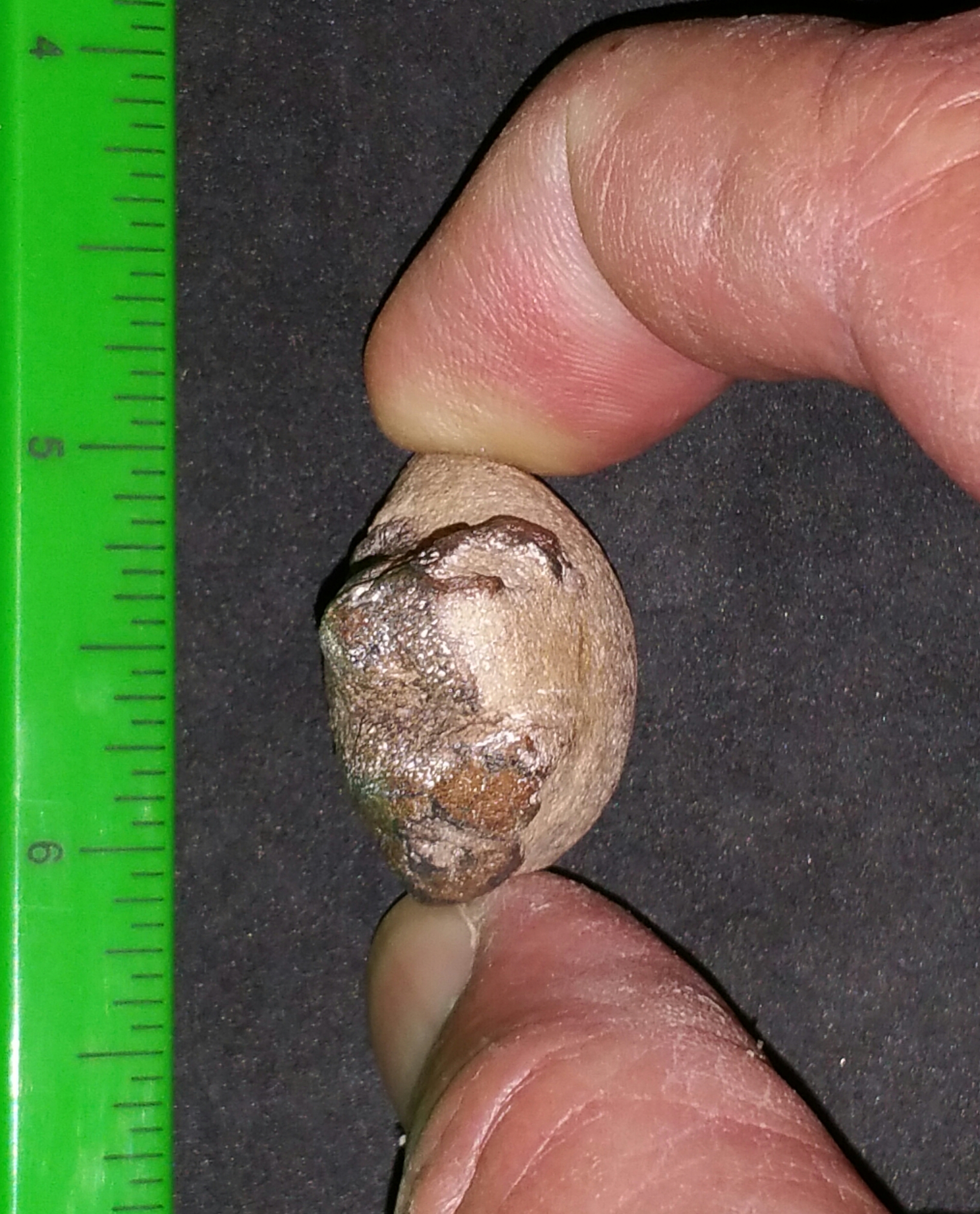 Brazos River, Texas - Tooth - Fossil ID - The Fossil Forum