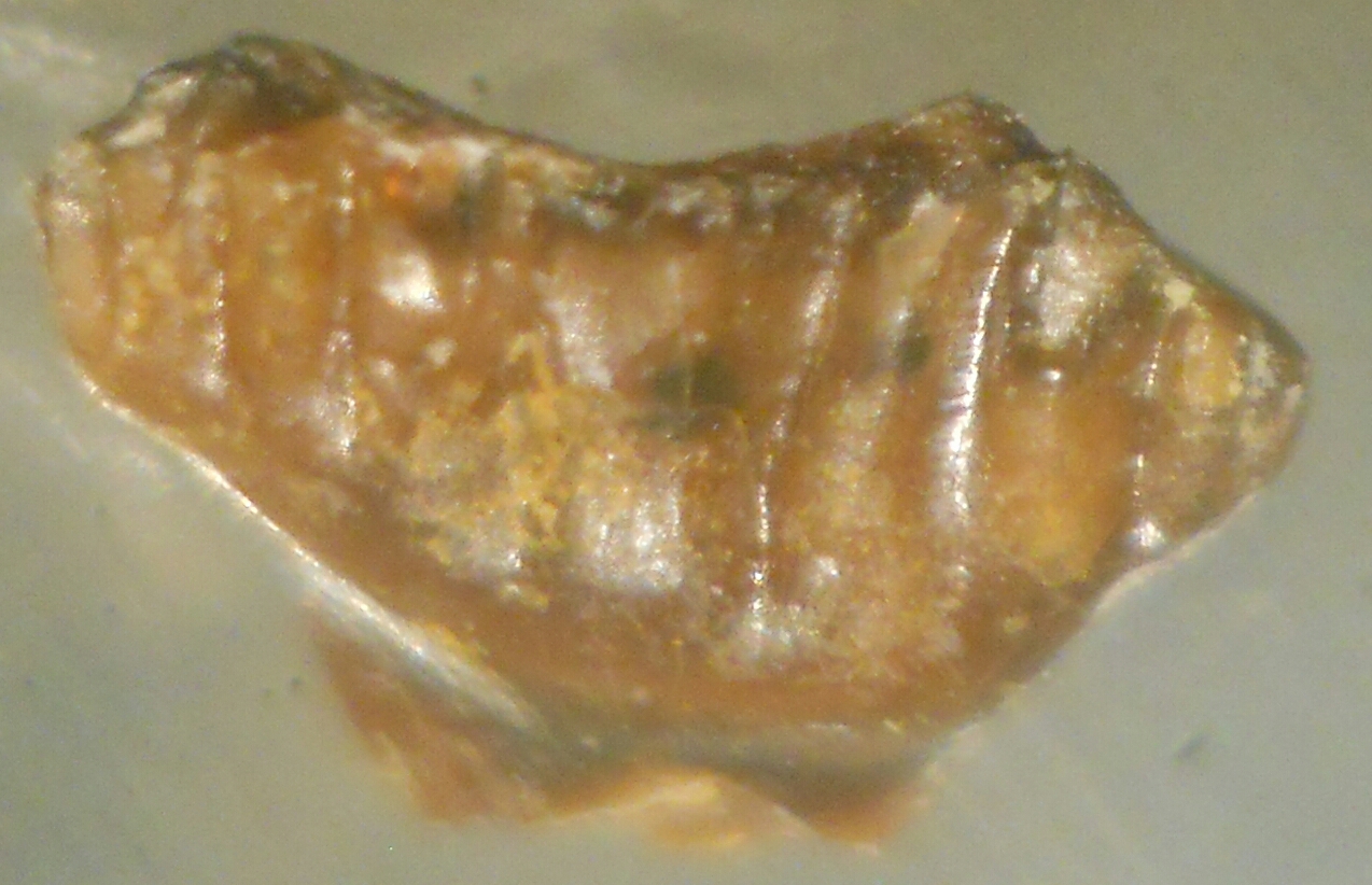 Lance Formation Micro Tooth - Fossil ID - The Fossil Forum