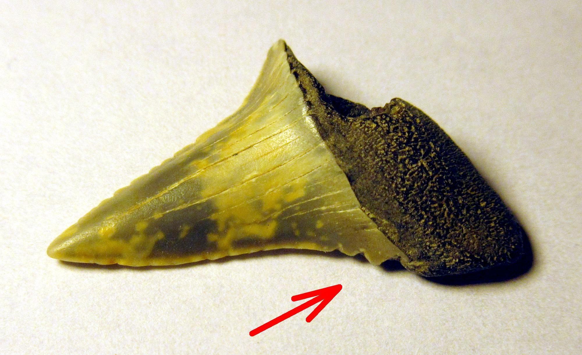 Isurus Hastalis Tooth From Miocene Epoch? - Fossil ID - The Fossil Forum