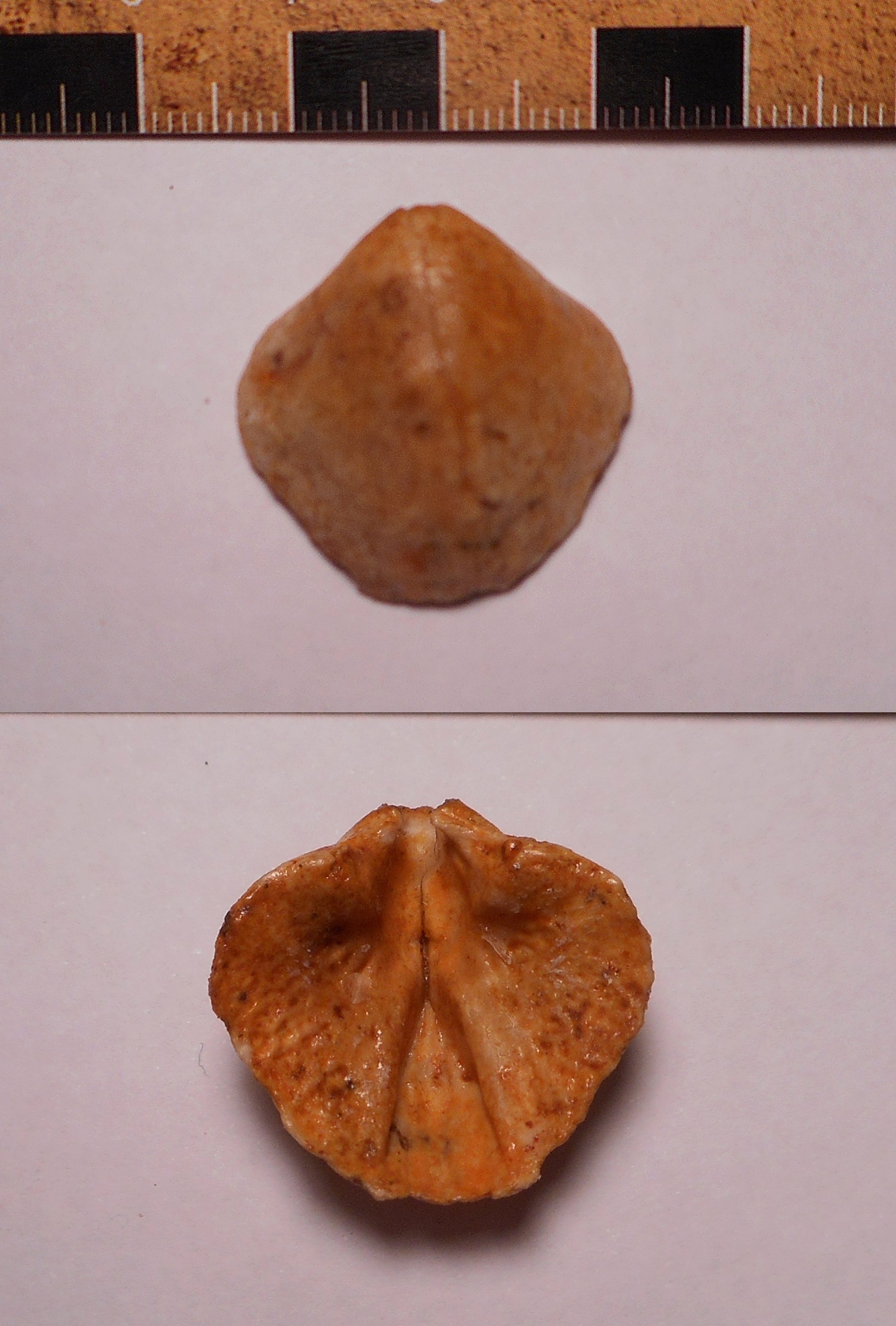 A Trip To The Paleocene Of Crosswick Creek - Fossil Hunting Trips - The ...