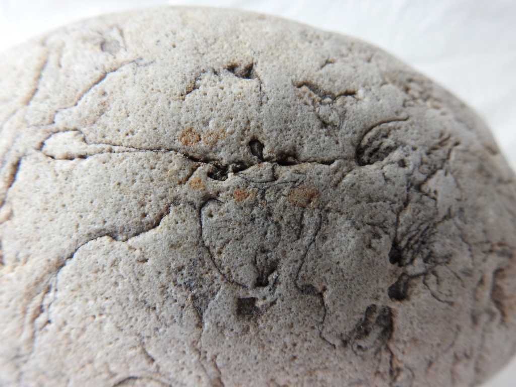 Is this a Coprolite ? - Fossil ID - The Fossil Forum