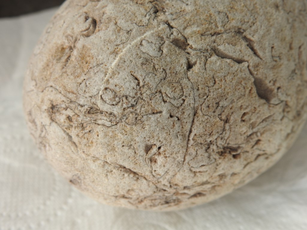 Is this a Coprolite ? - Fossil ID - The Fossil Forum