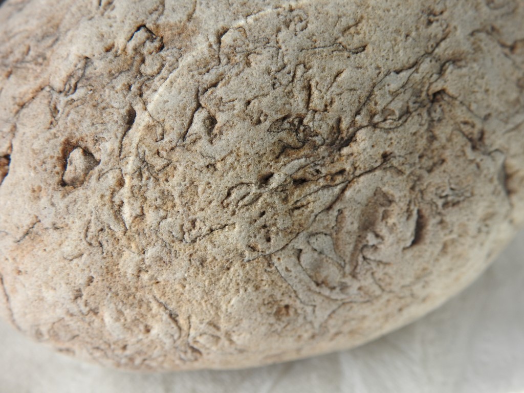 Is this a Coprolite ? - Fossil ID - The Fossil Forum