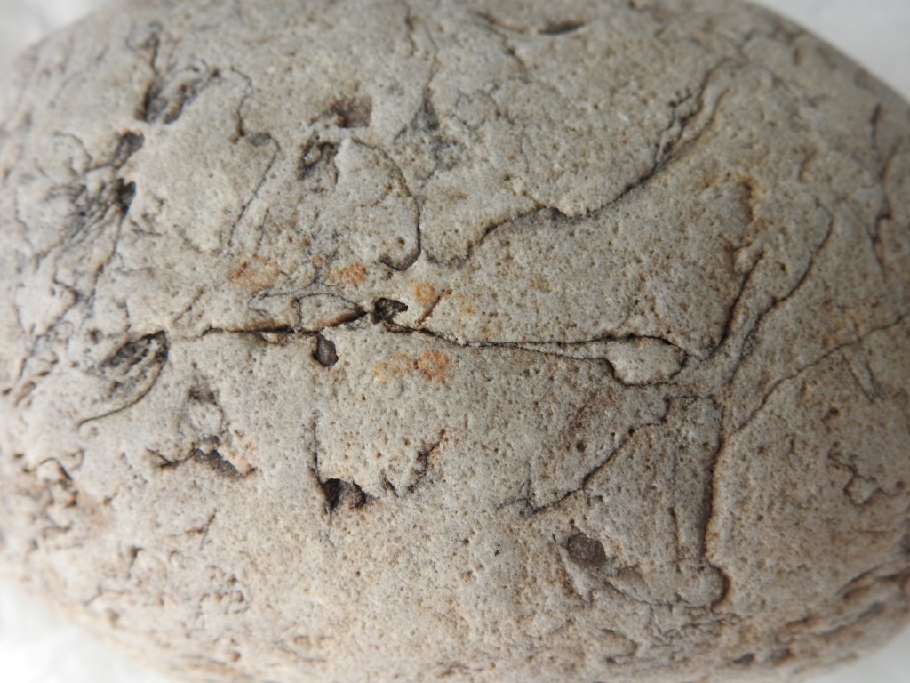 Is this a Coprolite ? - Fossil ID - The Fossil Forum