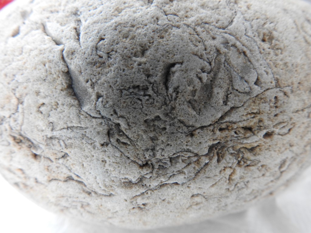 Is this a Coprolite ? - Fossil ID - The Fossil Forum