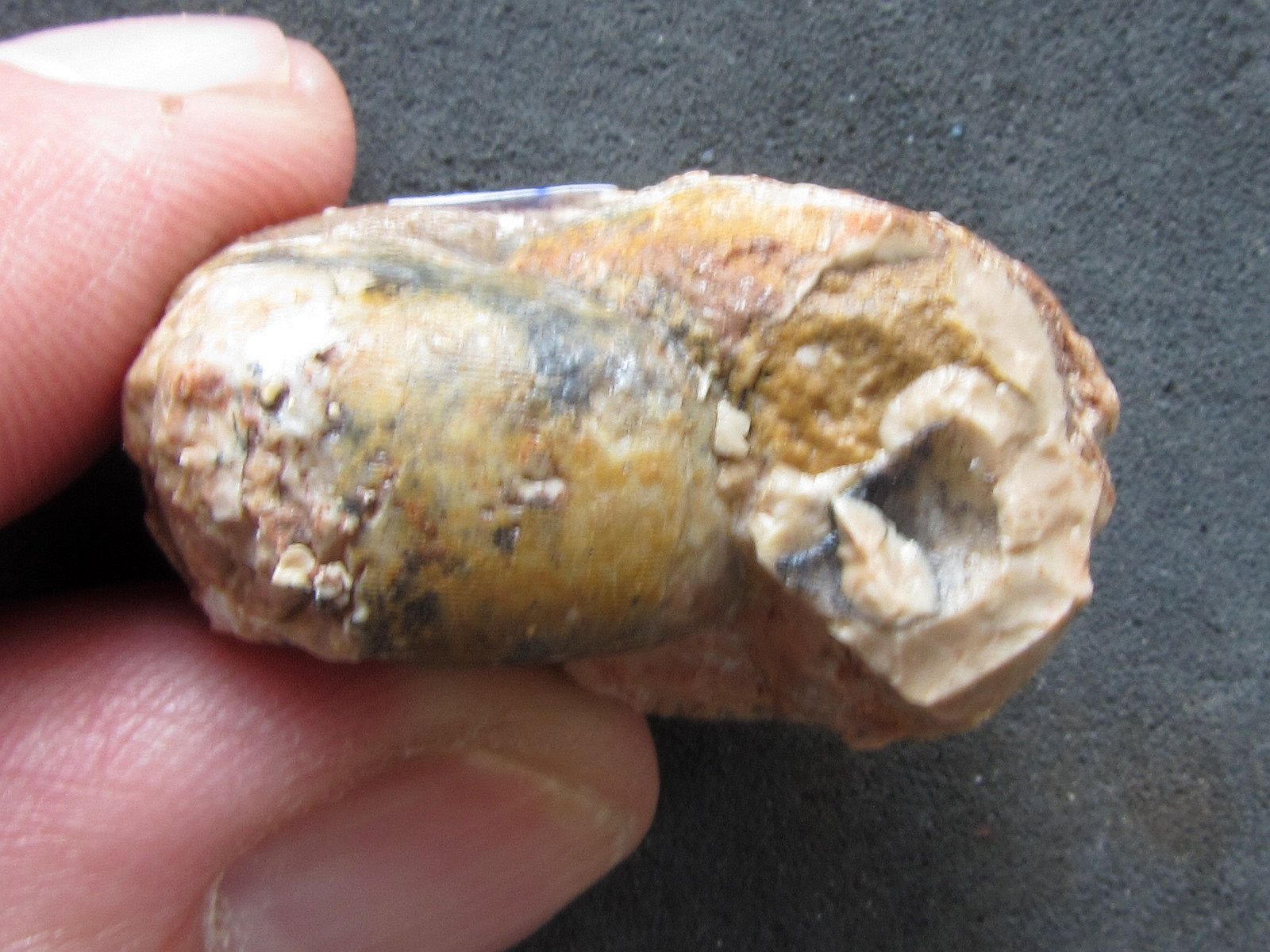 Cladiscites cf. quadratus (Mojsisovics 1873) - Ammonoids - The Fossil Forum