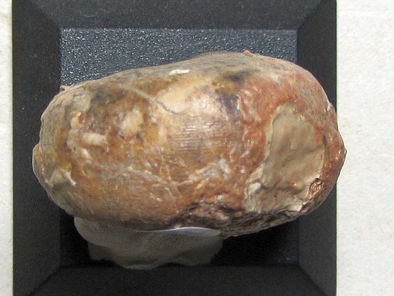 Cladiscites cf. quadratus (Mojsisovics 1873) - Ammonoids - The Fossil Forum