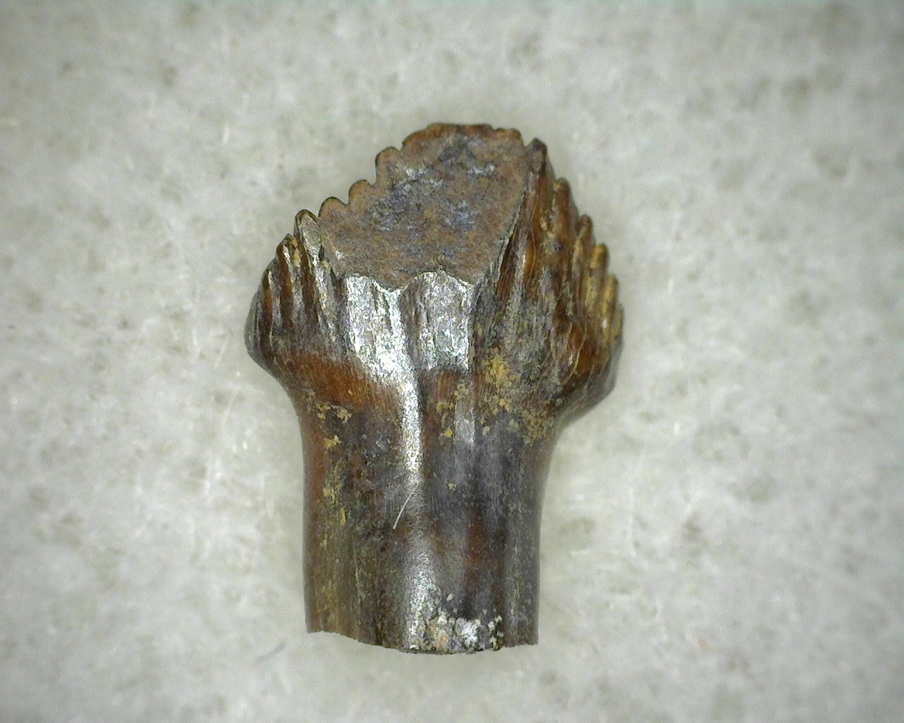 Lance Formation Micro Tooth - Fossil ID - The Fossil Forum