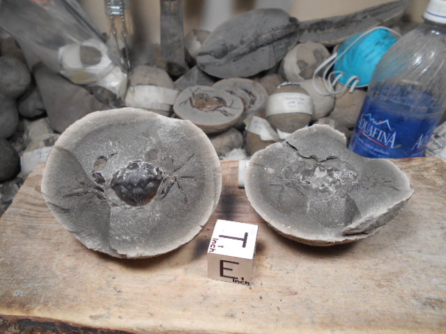 Crab Balls Gallore!!! - Fossil Hunting Trips - The Fossil Forum