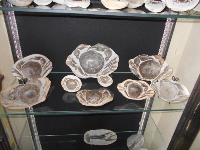 Collection cabinet taking shape - Member Collections - The Fossil Forum
