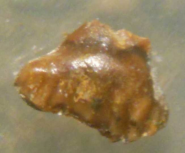 Lance Formation Micro Tooth - Fossil ID - The Fossil Forum