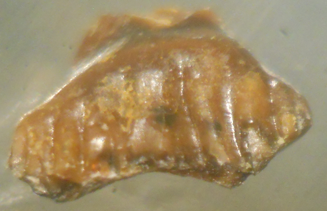 Lance Formation Micro Tooth - Fossil ID - The Fossil Forum