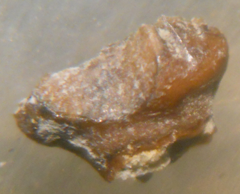 Lance Formation Micro Tooth - Fossil ID - The Fossil Forum