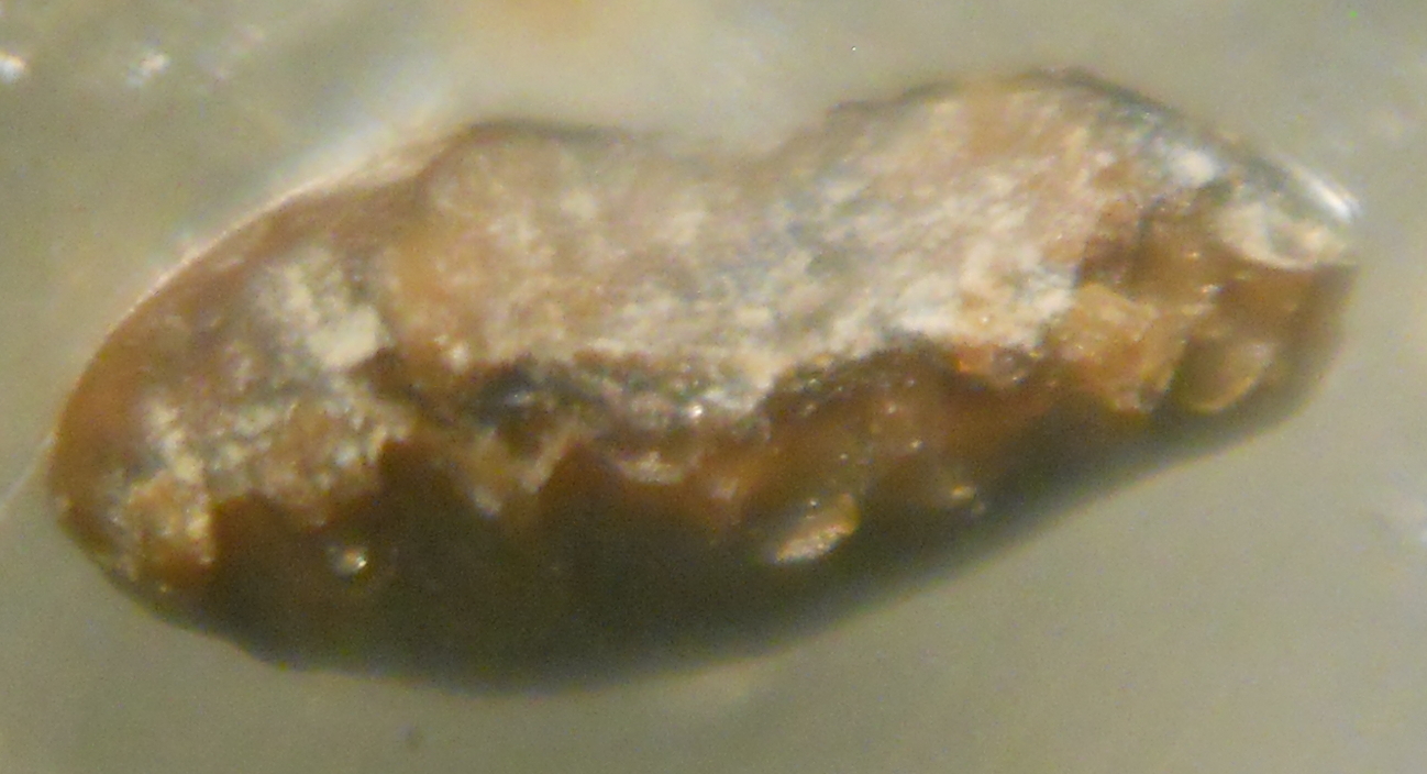 Lance Formation Micro Tooth - Fossil ID - The Fossil Forum
