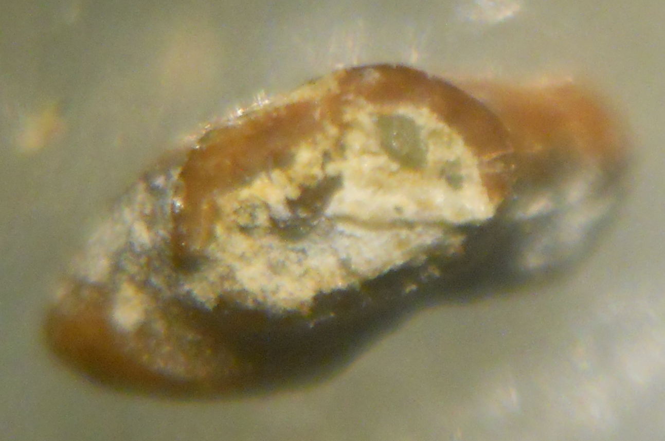 Lance Formation Micro Tooth - Fossil ID - The Fossil Forum