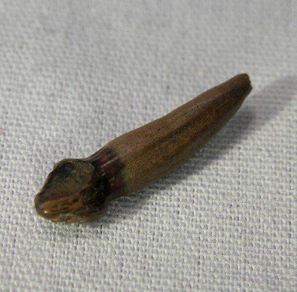 Lance Formation Micro Tooth - Fossil ID - The Fossil Forum