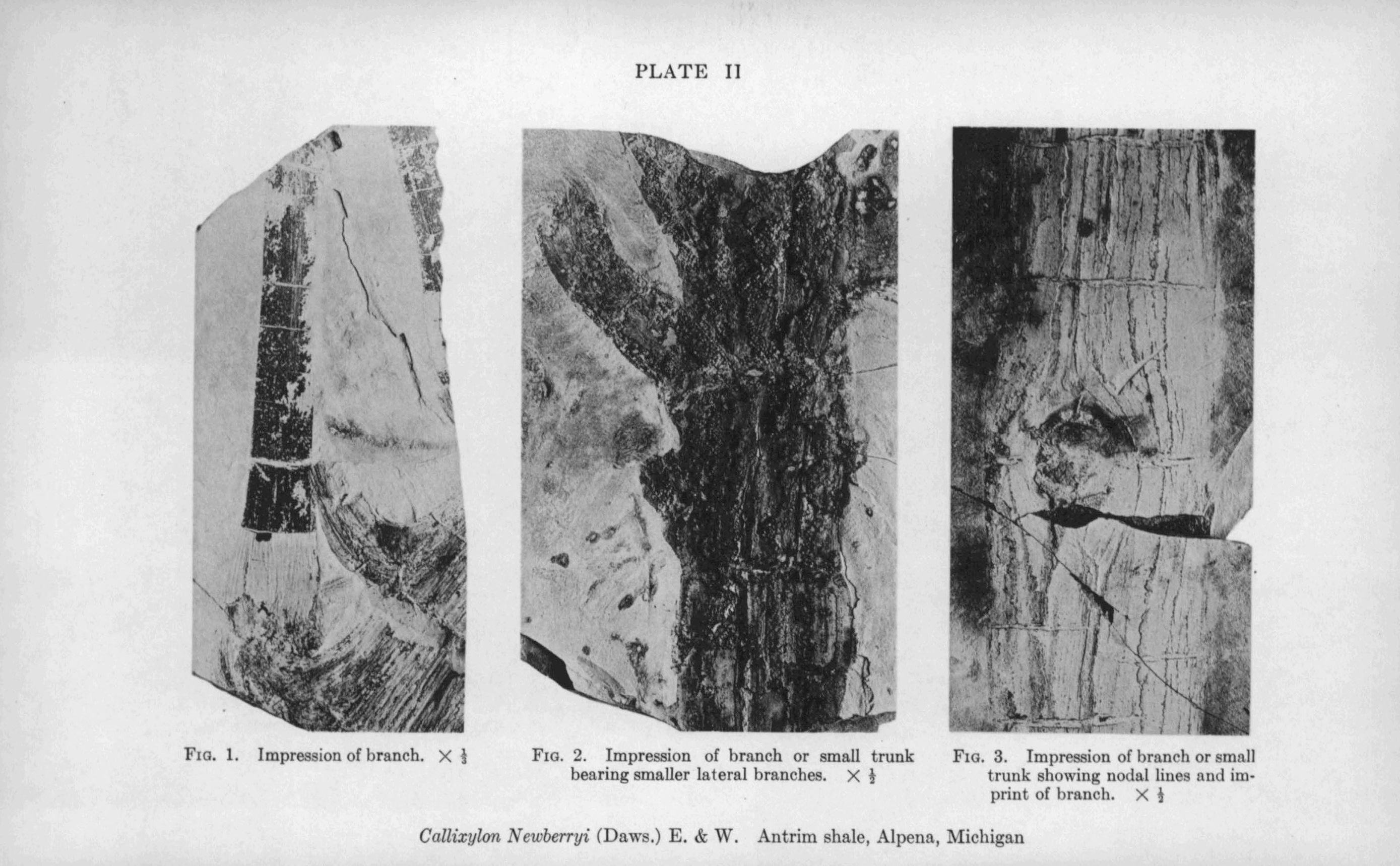 Calamites fossil? - Fossil ID - The Fossil Forum