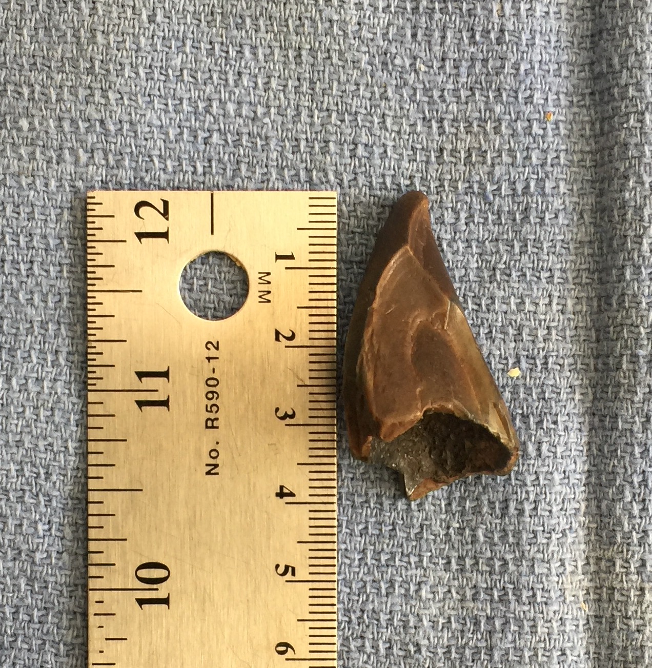 Possible croc tooth? - Fossil ID - The Fossil Forum