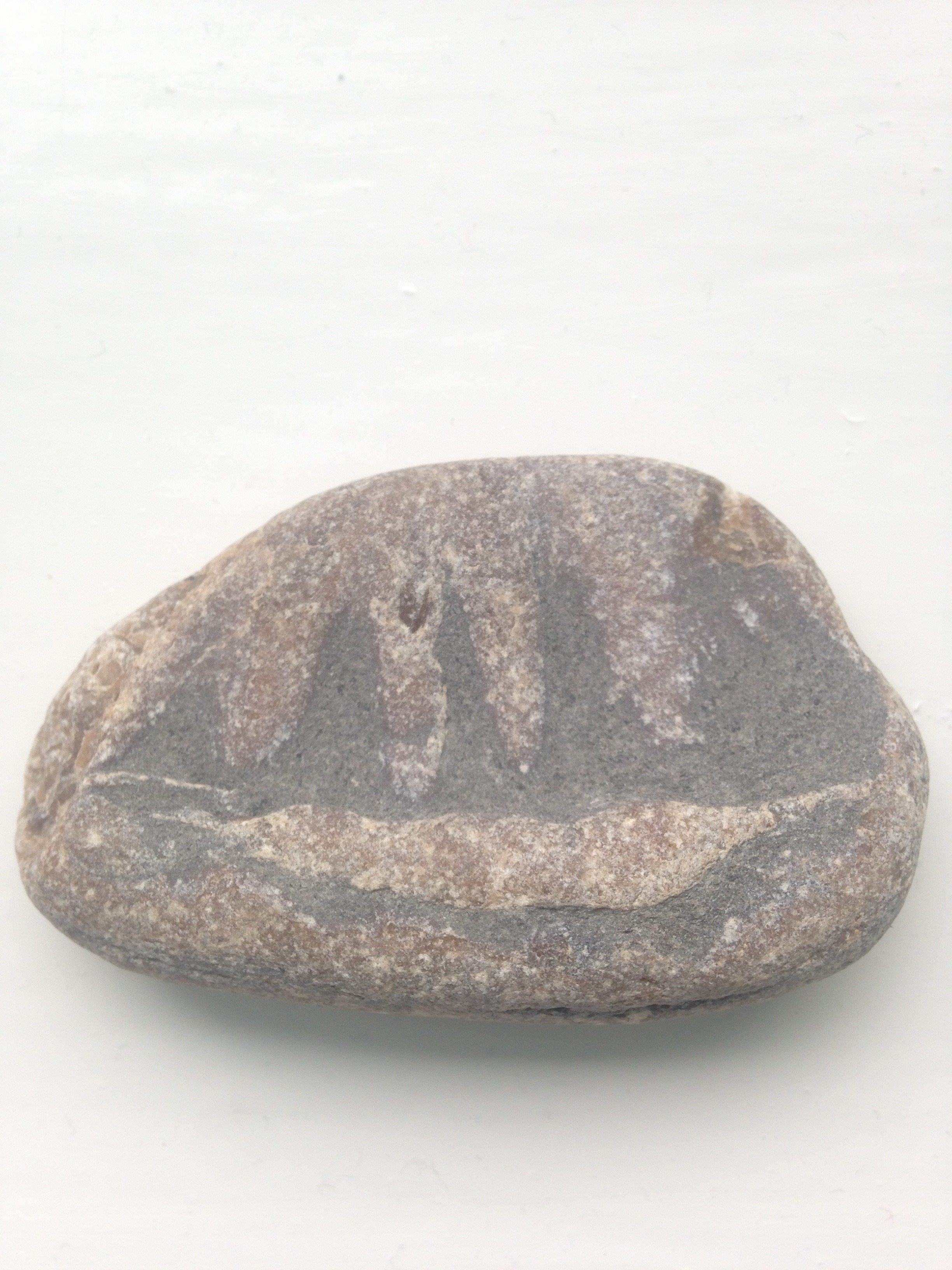 Any Ideas - Fossil ID - The Fossil Forum