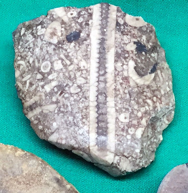 How do the Victorians know? - Fossil ID - The Fossil Forum