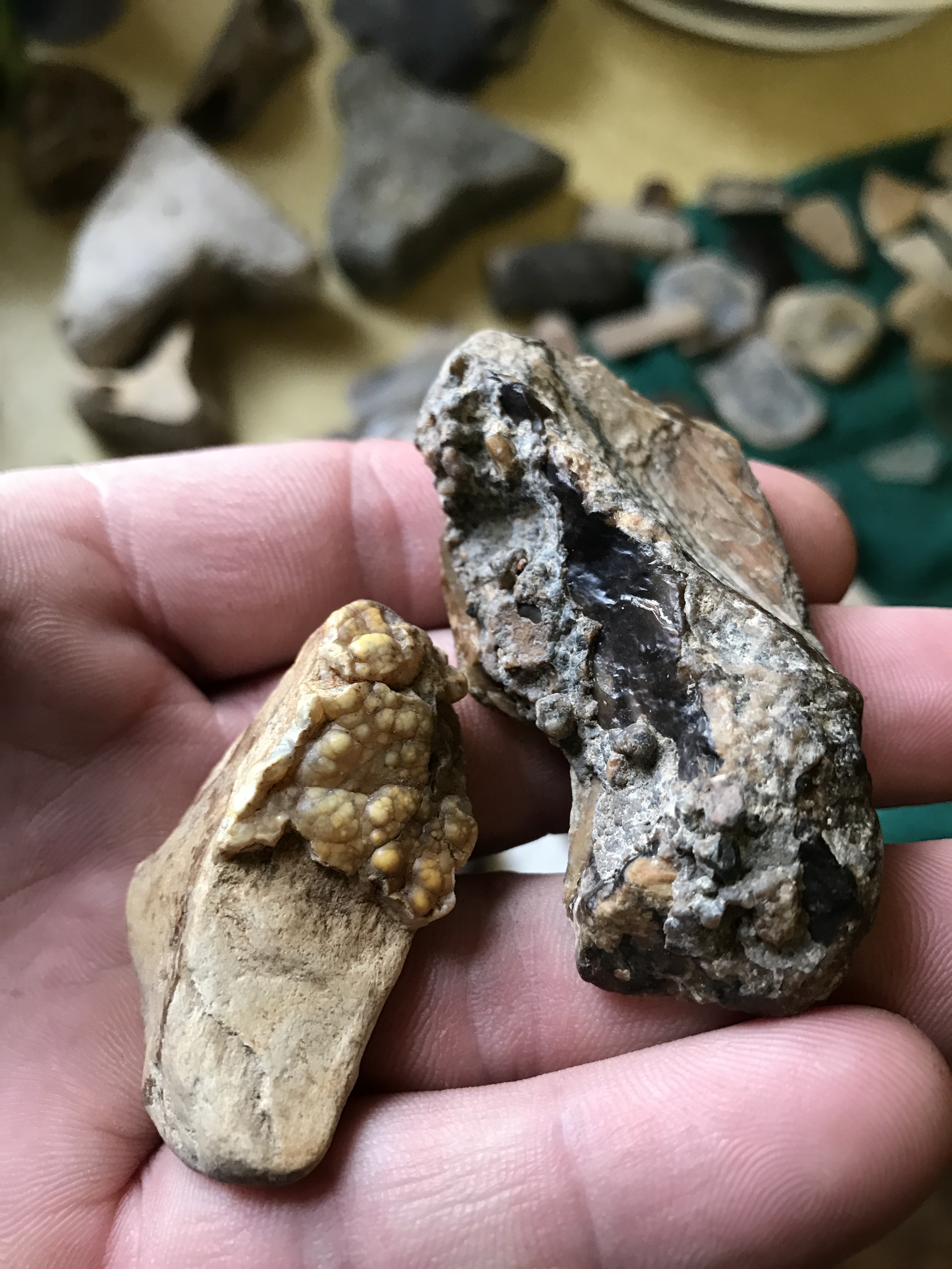 Fossilized food looks like corn - Fossil ID - The Fossil Forum