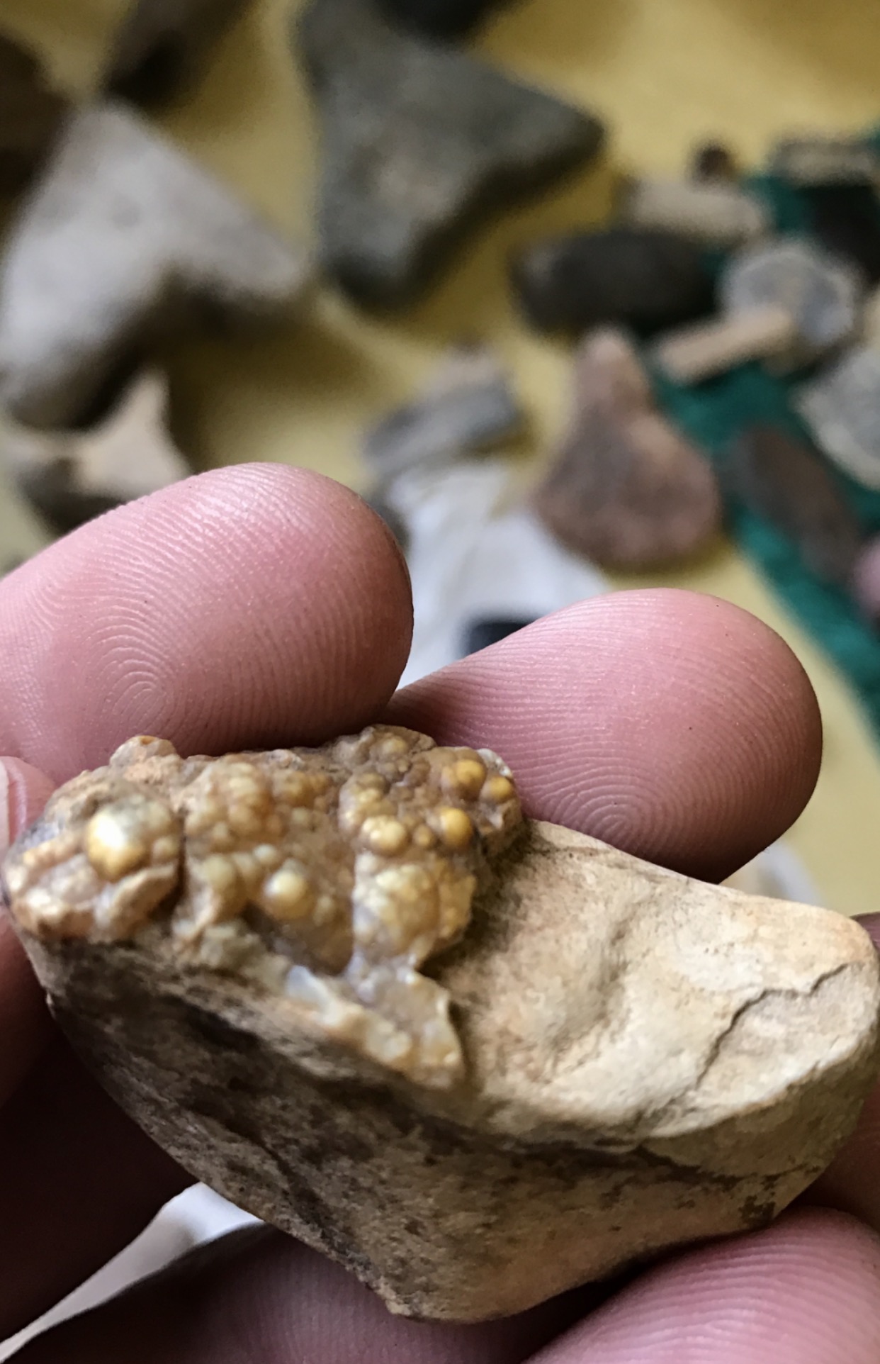 Fossilized food looks like corn - Fossil ID - The Fossil Forum