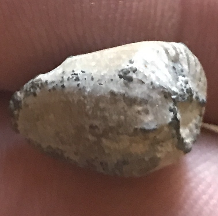 Nut fossil or shell fossil - Fossil ID - The Fossil Forum
