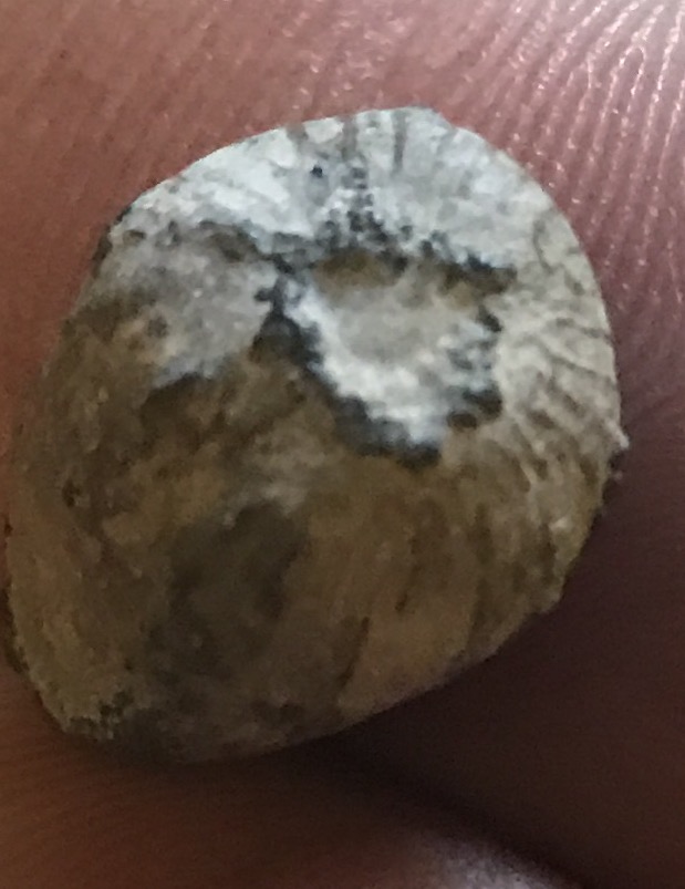 Nut fossil or shell fossil - Fossil ID - The Fossil Forum