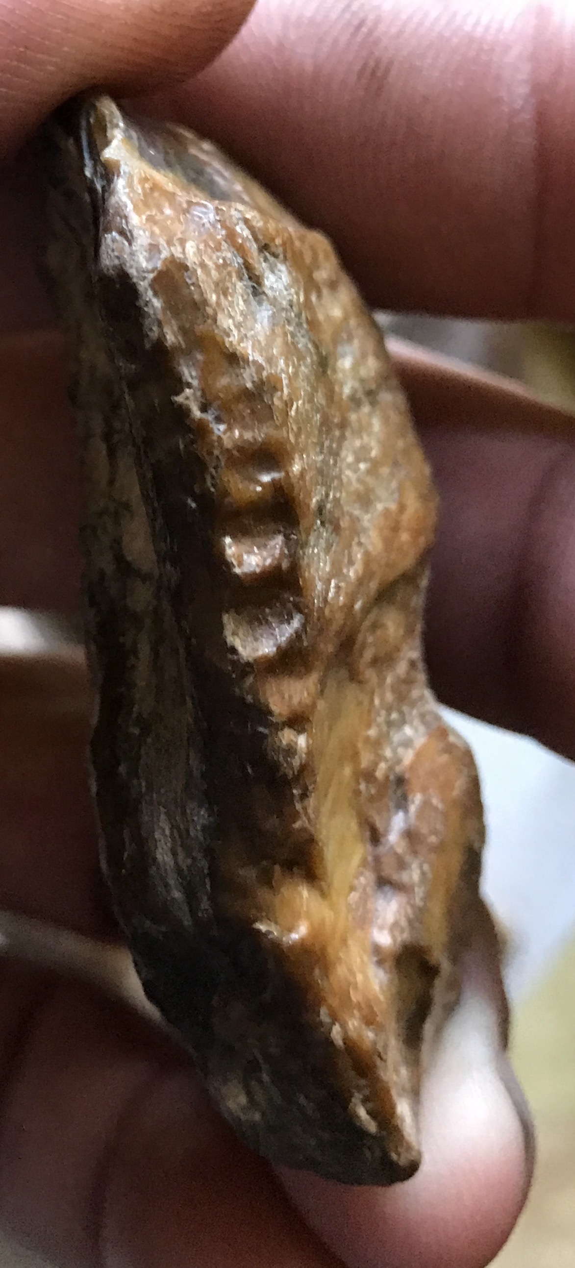 Fossilized food looks like corn - Fossil ID - The Fossil Forum