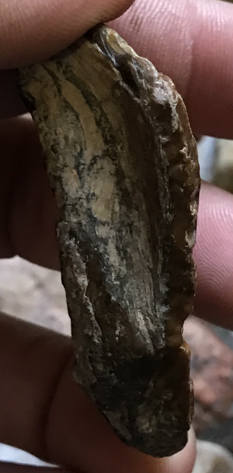 Fossilized food looks like corn - Fossil ID - The Fossil Forum