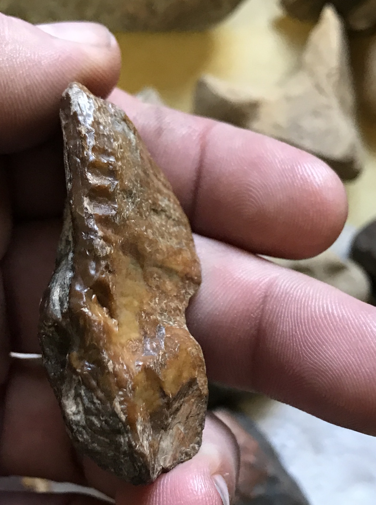 Fossilized food looks like corn - Fossil ID - The Fossil Forum