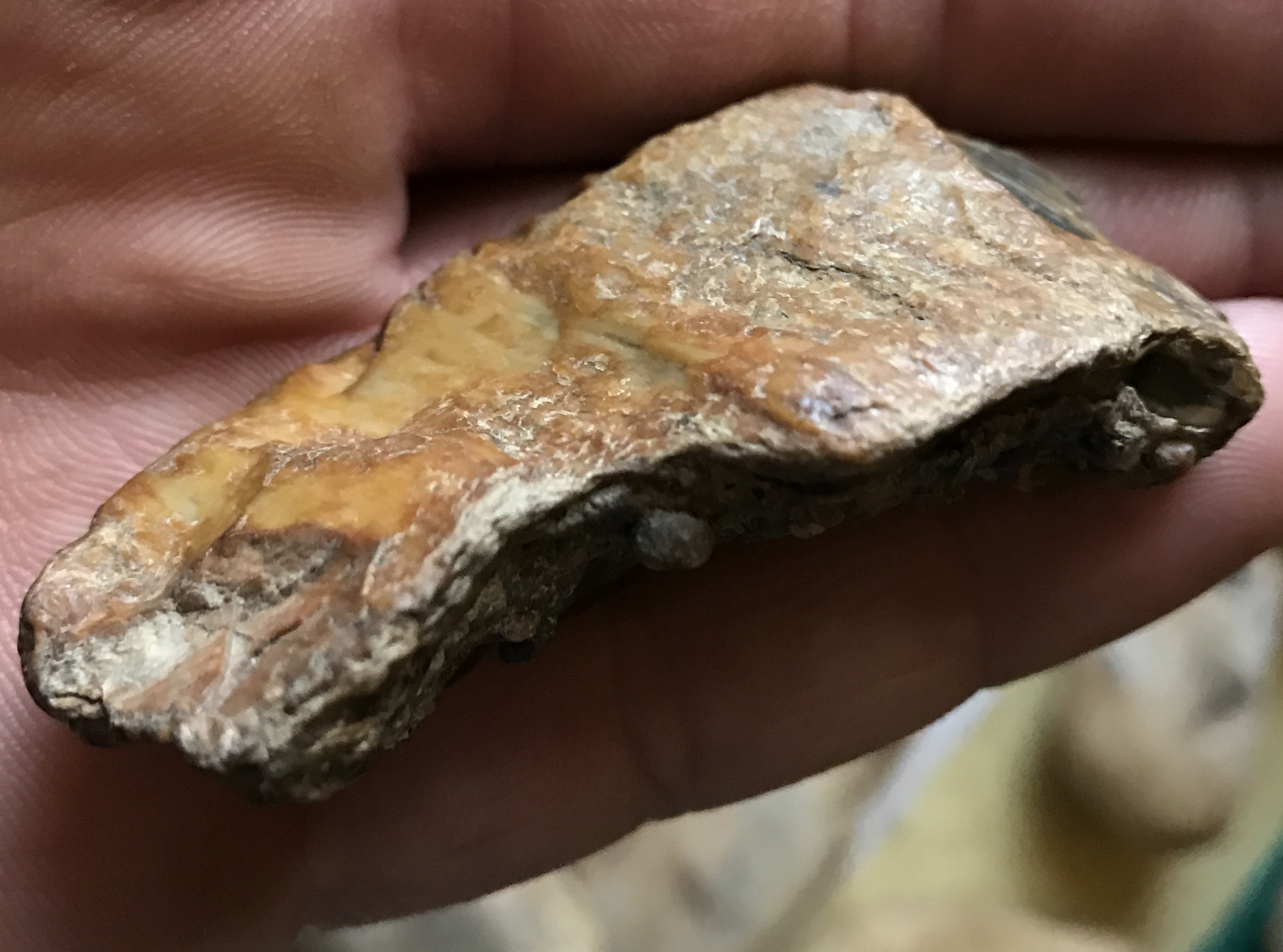 Fossilized food looks like corn - Fossil ID - The Fossil Forum