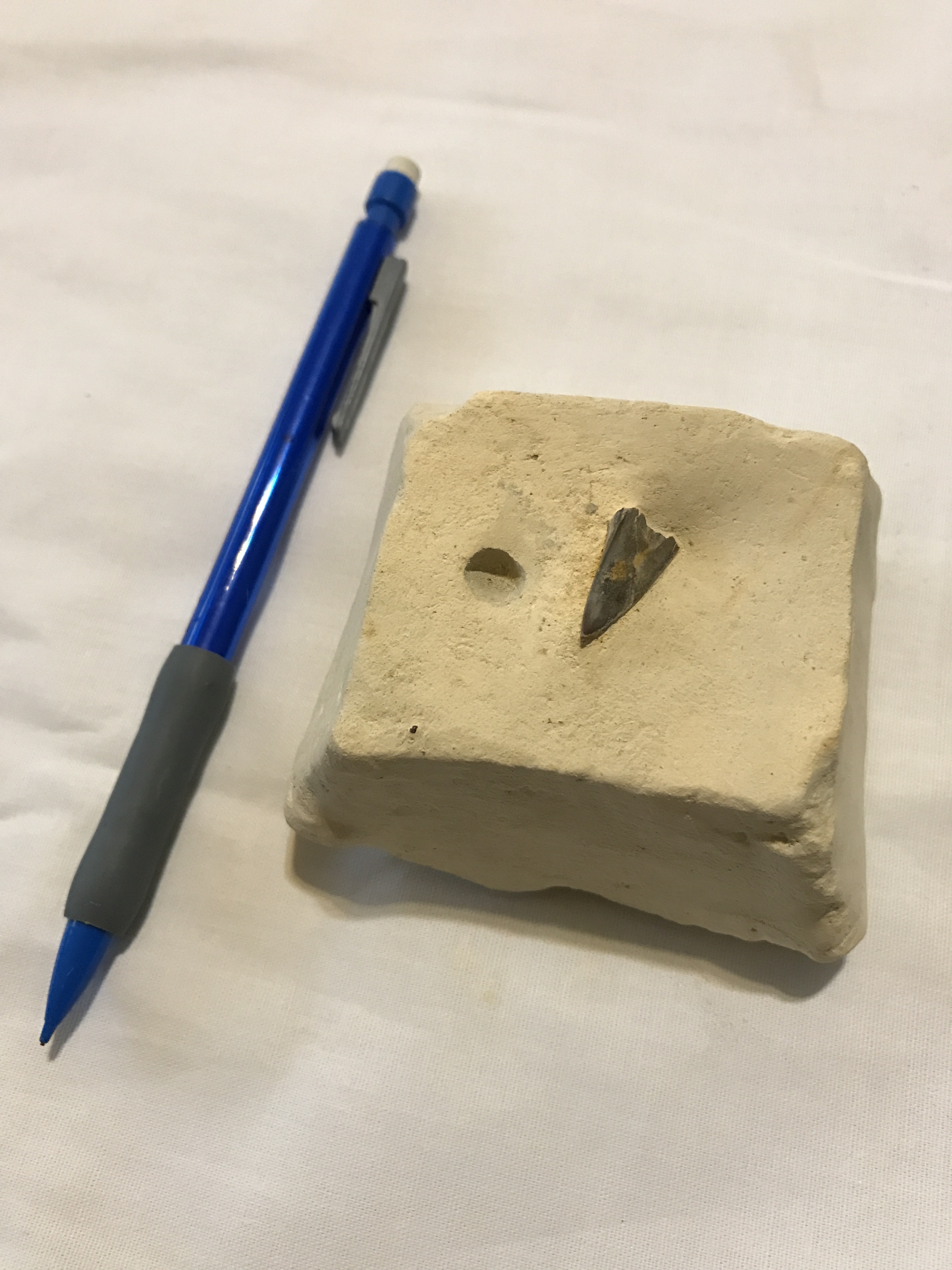 Kansas Shark Tooth - Fossil ID - The Fossil Forum