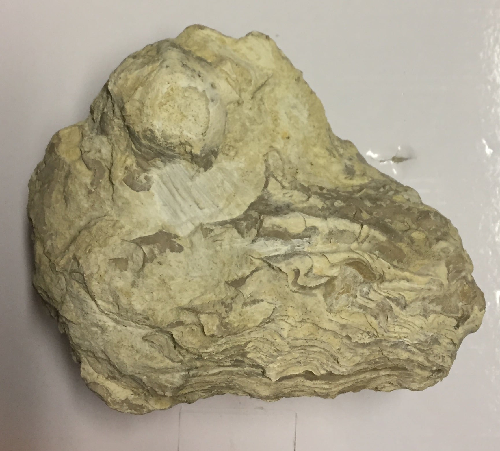 Lopha sp.? - Fossil ID - The Fossil Forum
