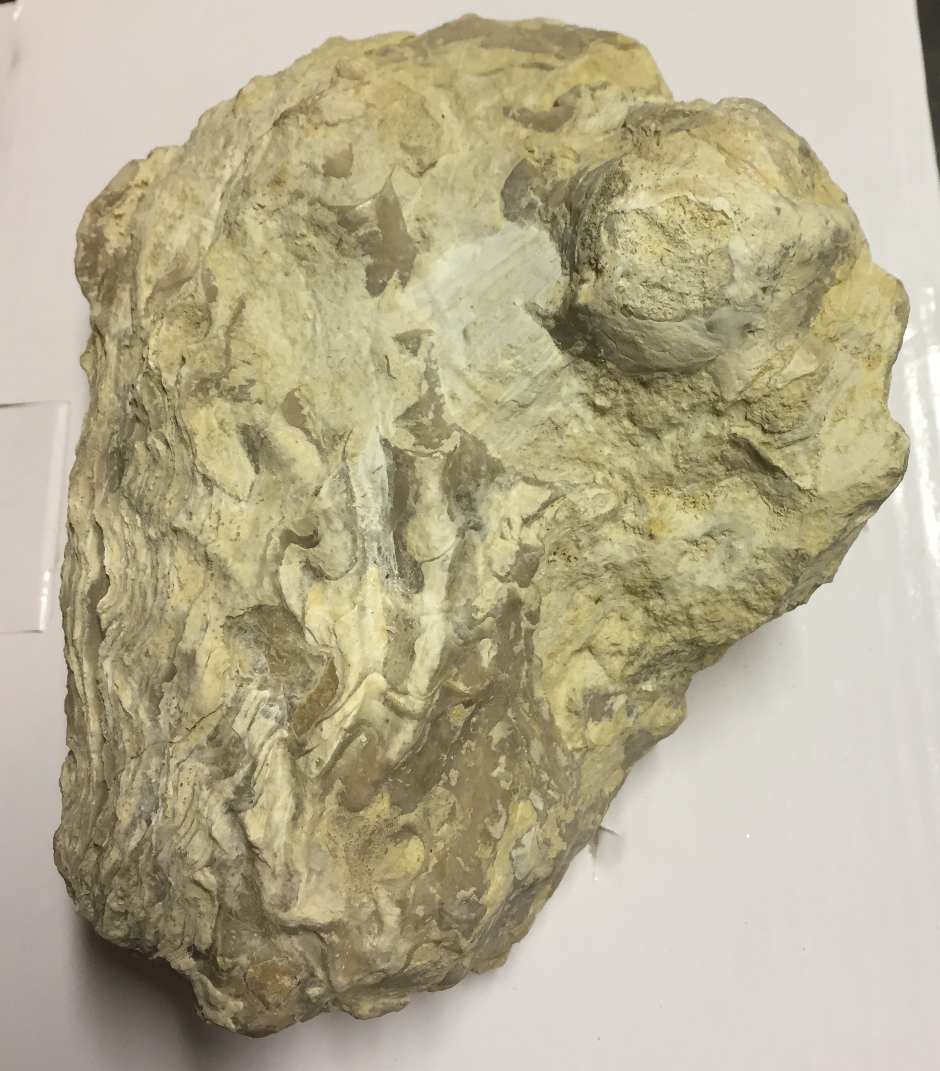 Lopha sp.? - Fossil ID - The Fossil Forum