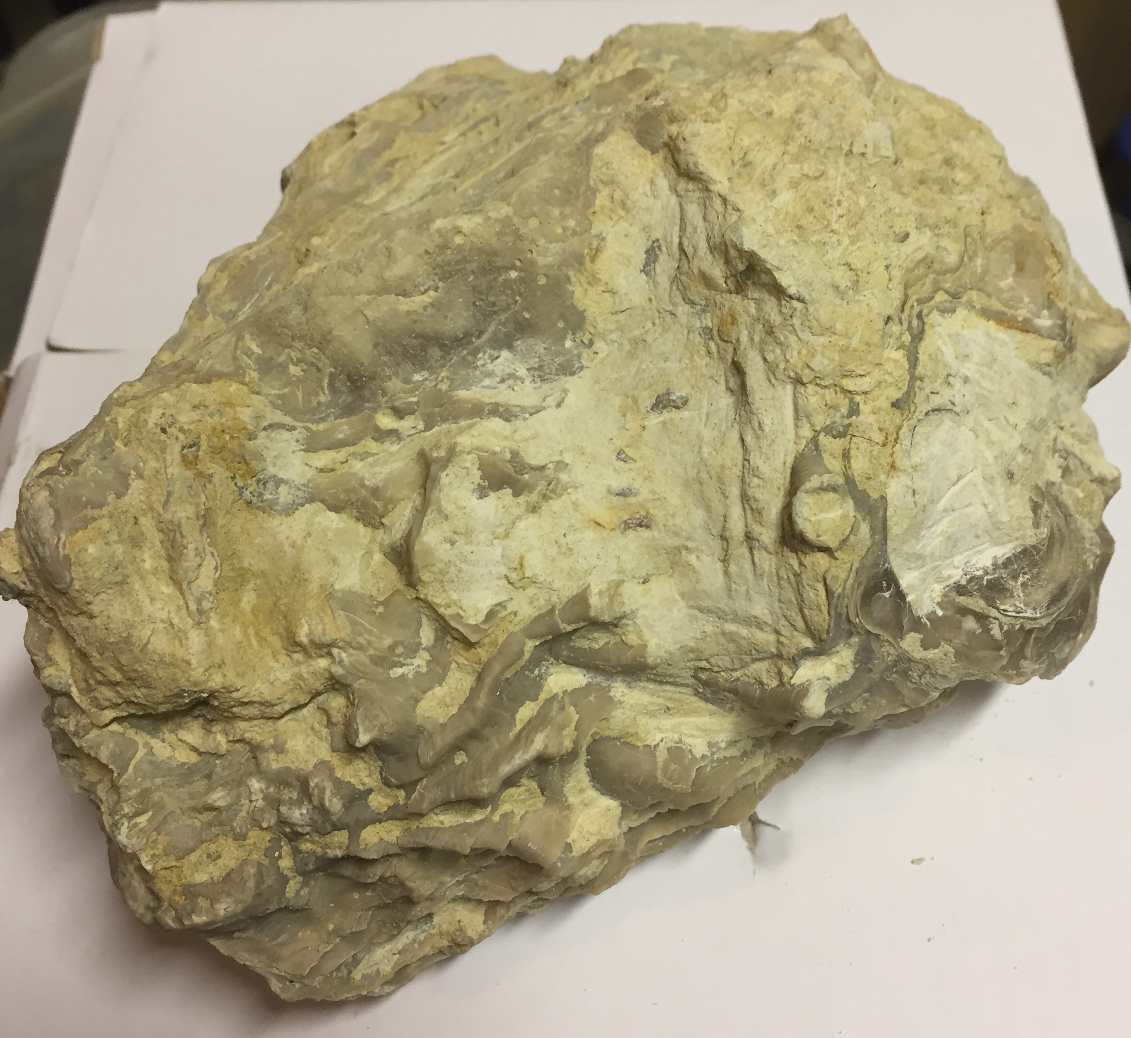 Lopha sp.? - Fossil ID - The Fossil Forum