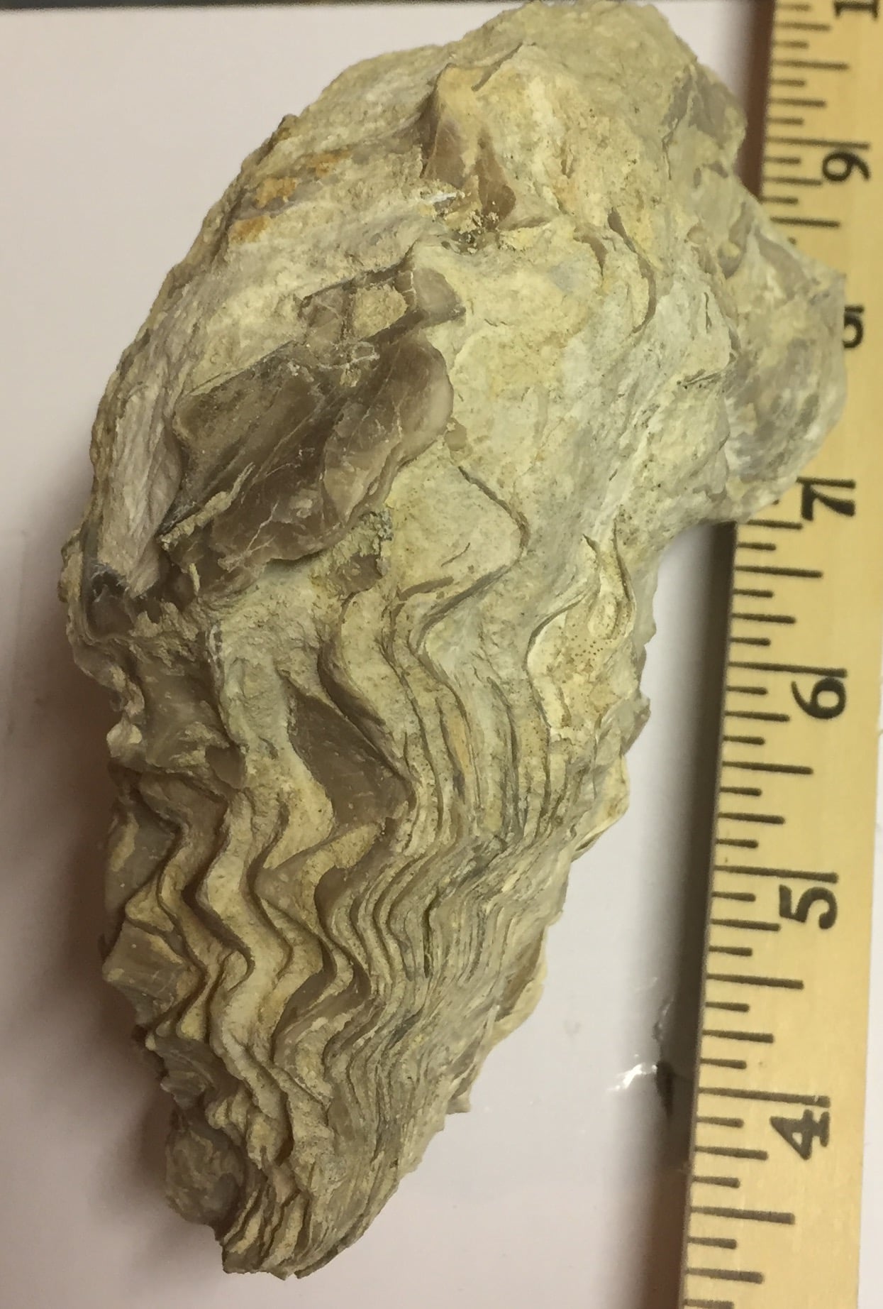 Lopha sp.? - Fossil ID - The Fossil Forum