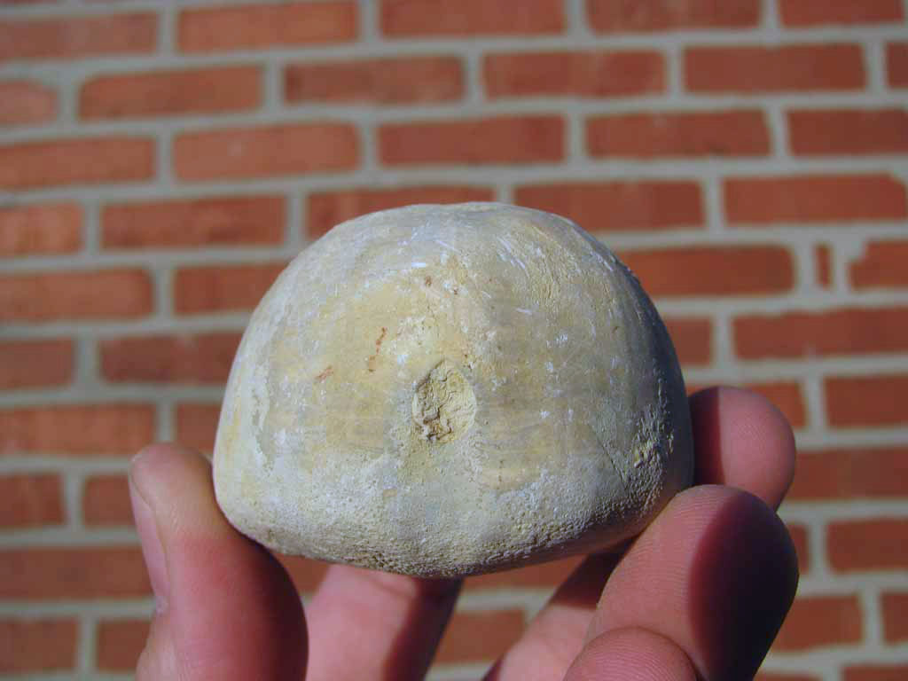Alpine TX - Fossil ID - The Fossil Forum