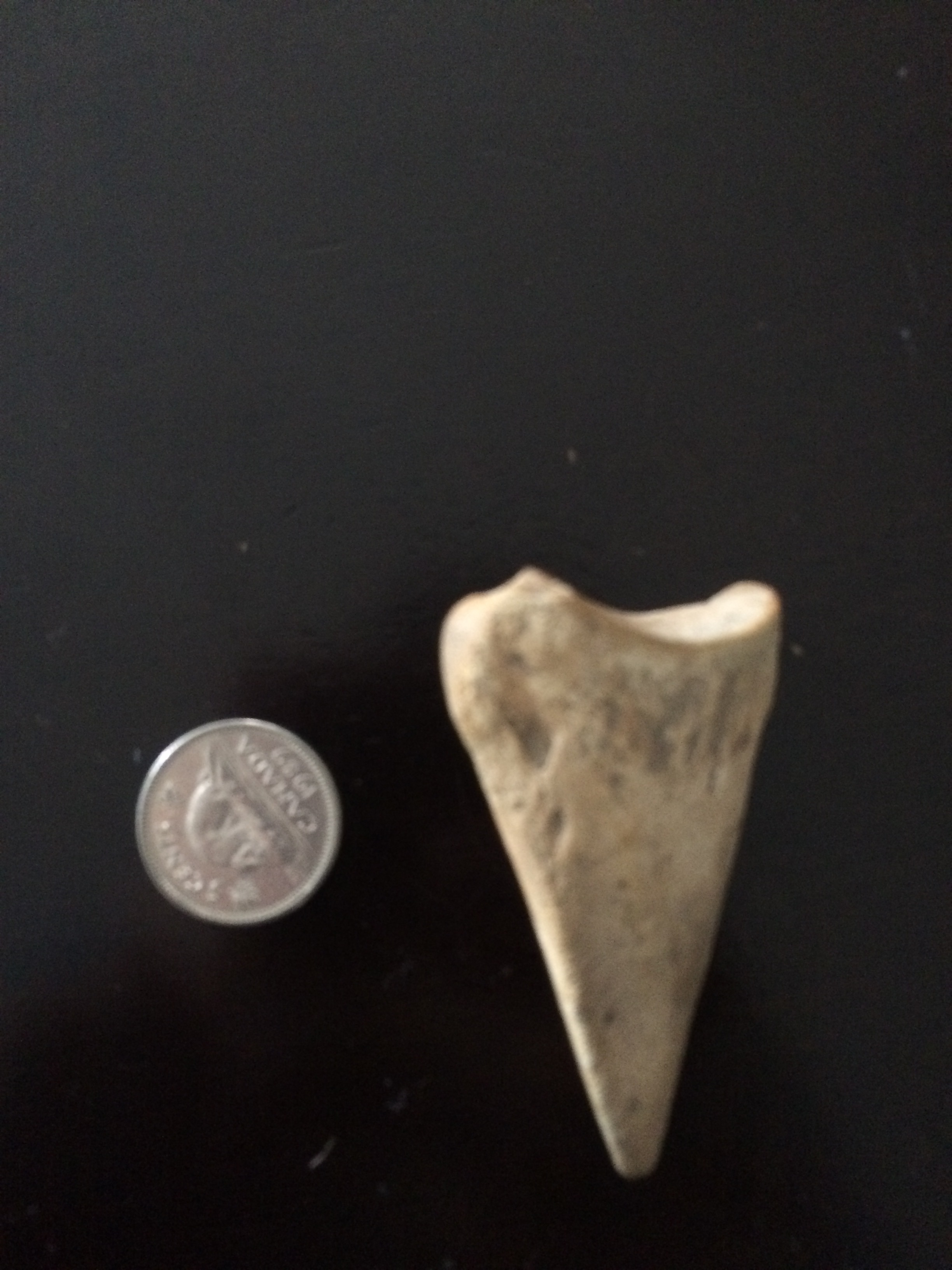 Tooth ID from Dayton Valley Canada - Fossil ID - The Fossil Forum