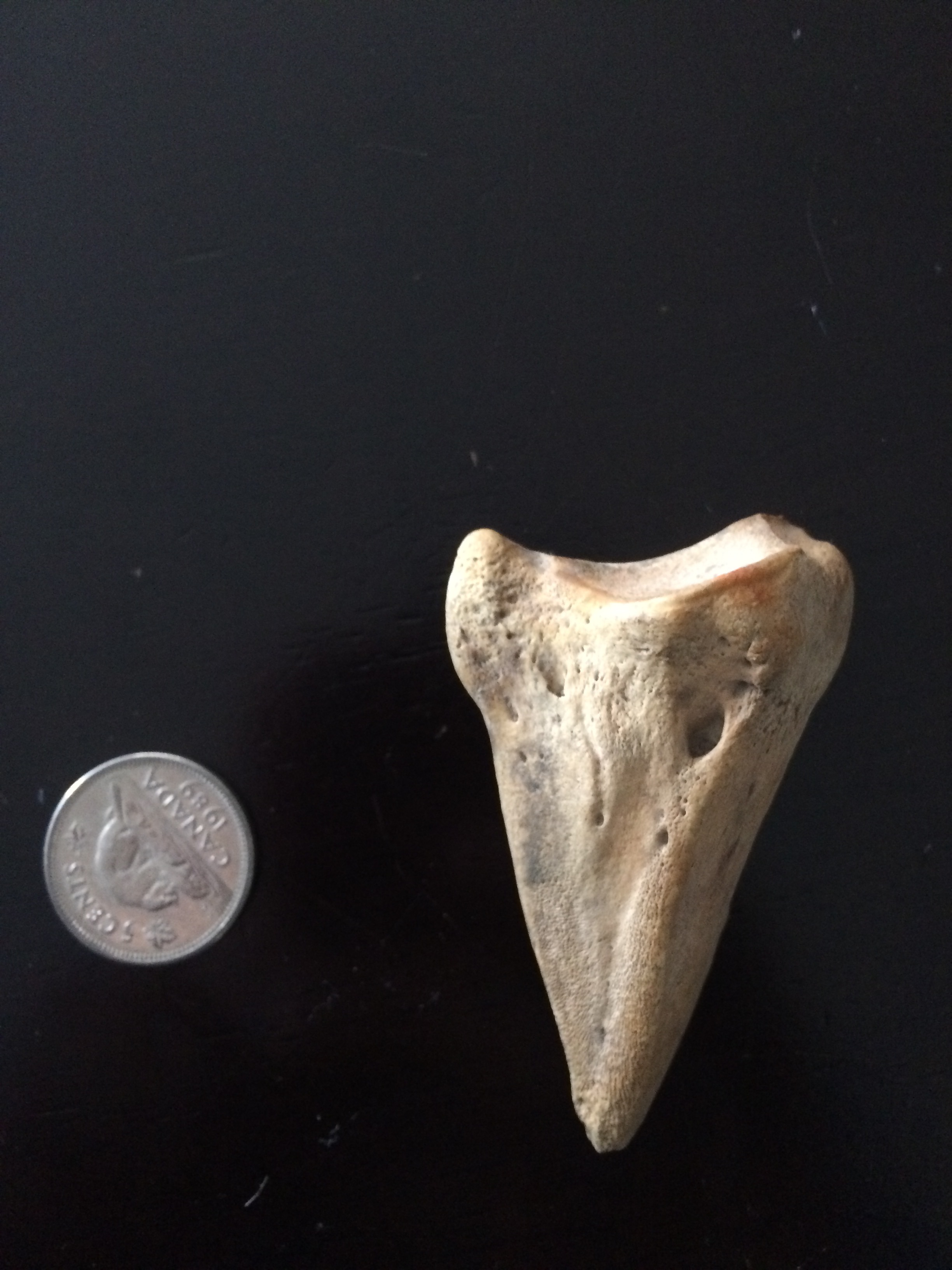 Tooth ID from Dayton Valley Canada - Fossil ID - The Fossil Forum