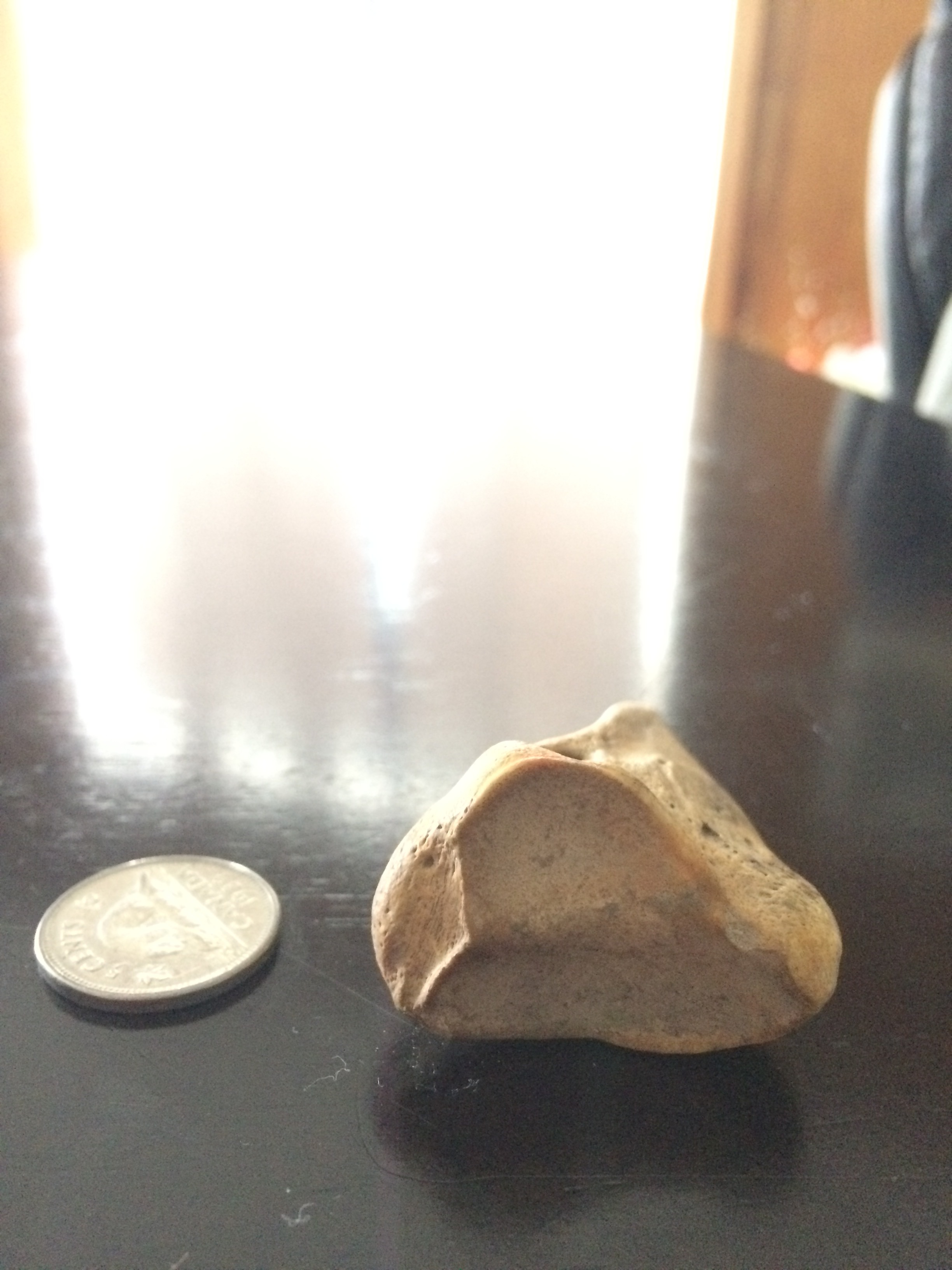 Tooth ID from Dayton Valley Canada - Fossil ID - The Fossil Forum